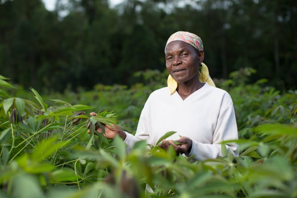 Kenya Farmers Increase Cassava Yields And Income Self Help Africa