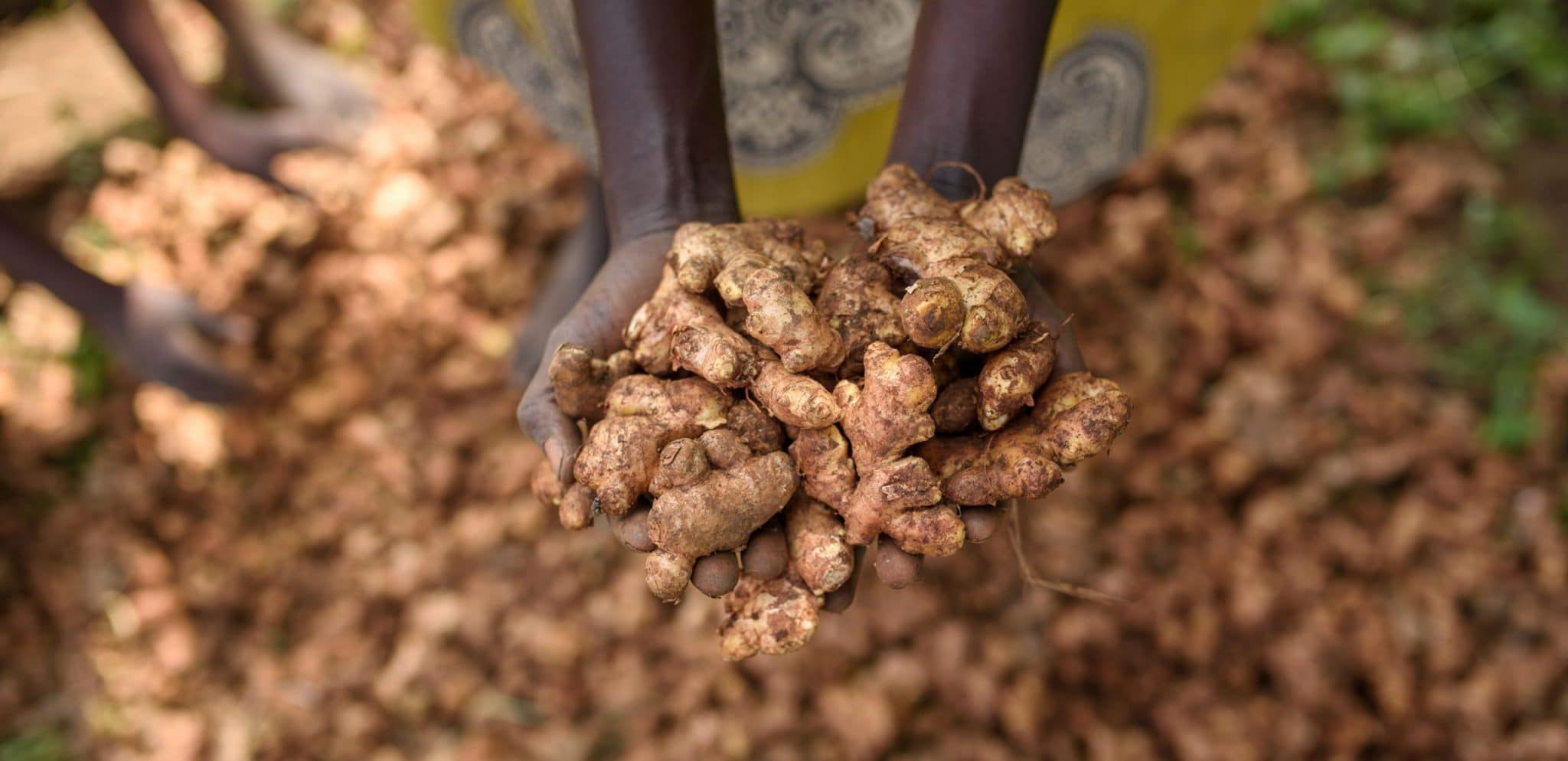 Ginger Growing Future for Farmer Groups in Uganda - Self Help Africa