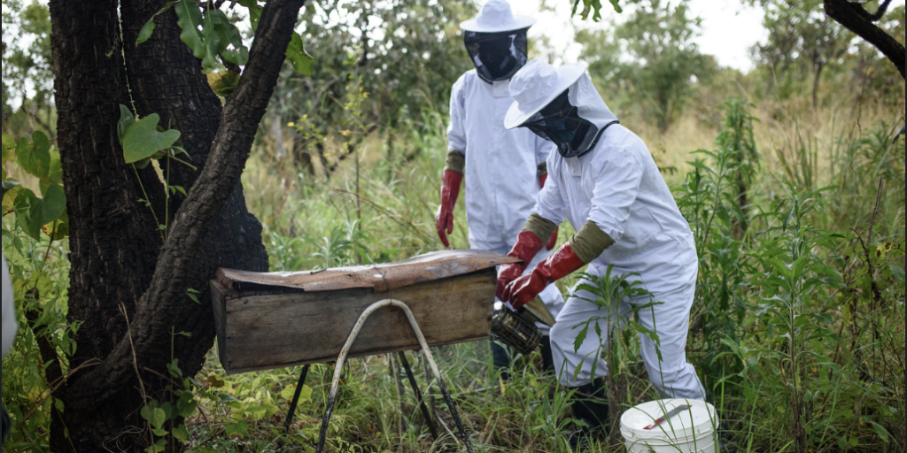 Beekeeping Project underway in Uganda - Buzzing with Opportunity - Self ...