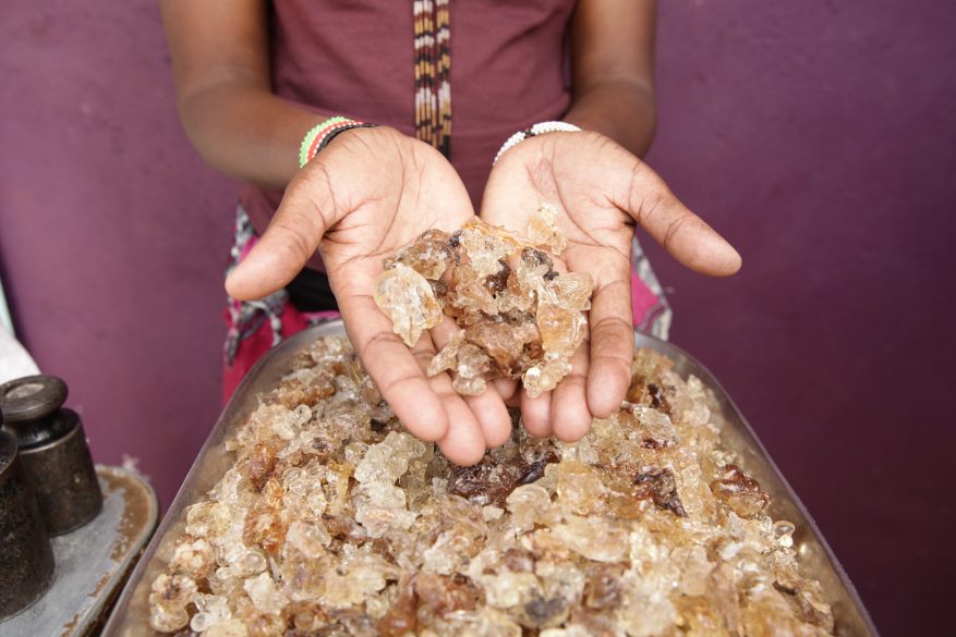 How Gum Arabic is Transforming Lives in Northern Kenya