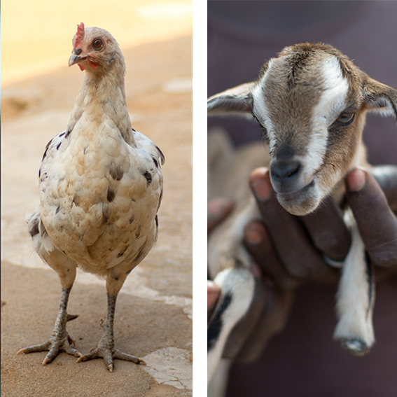 Shop - Self Help Africa UK & Worldwide