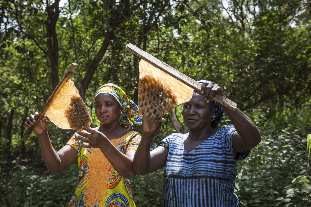 World Bee Day 2023: Bee Pollinator-friendly - Self Help Africa