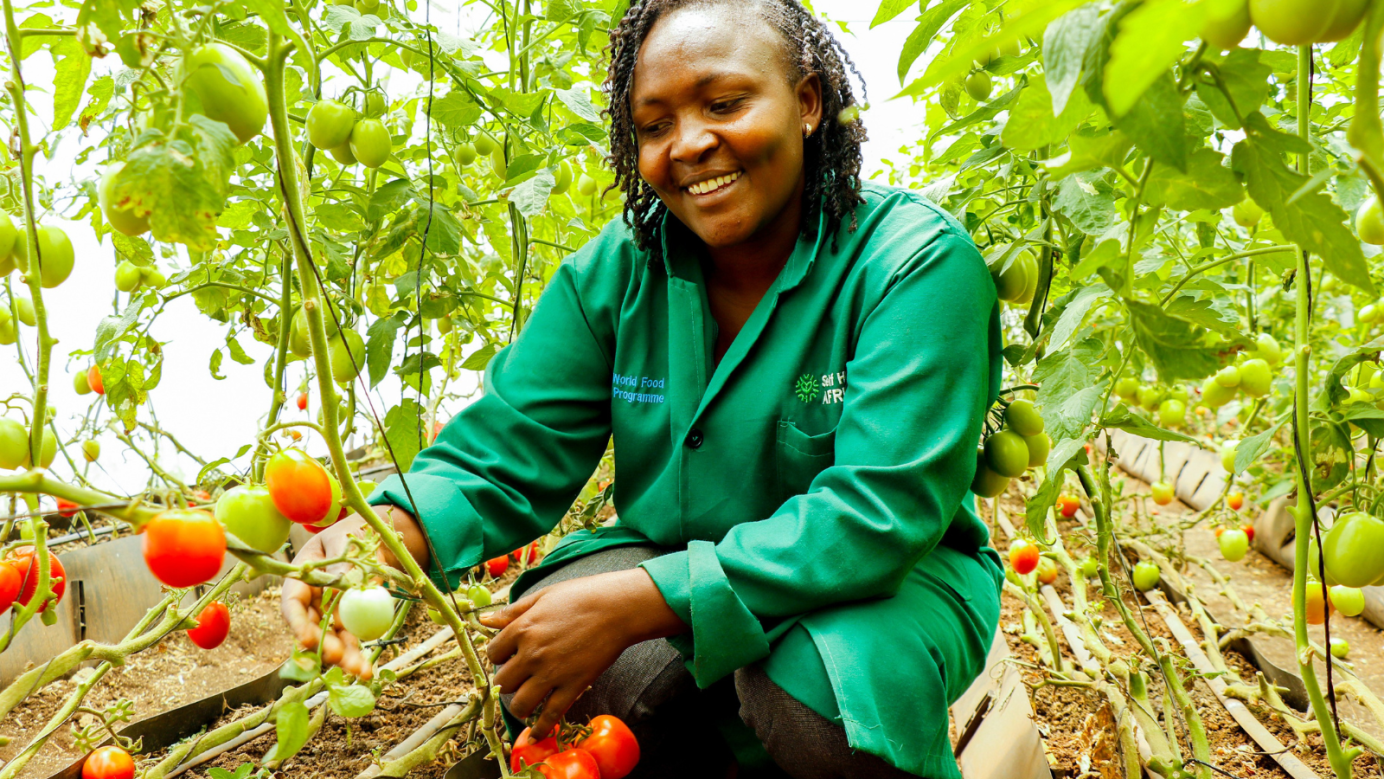 Hydroponics Boosts Yields for Kenyan Farmers